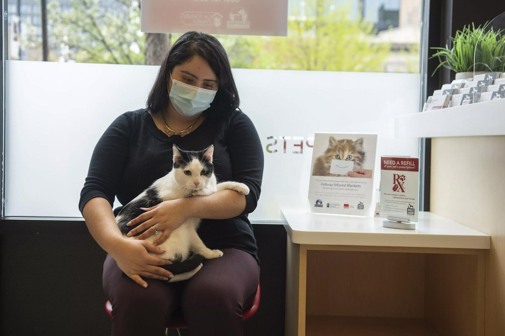 Cat Friendly Animal Hospital in Chicago, IL | West Loop Veterinary Care