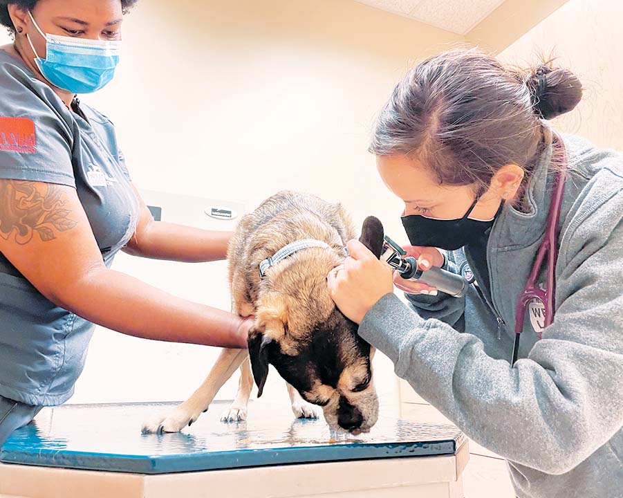 Client Education Library in Chicago, IL | West Loop Veterinary Care