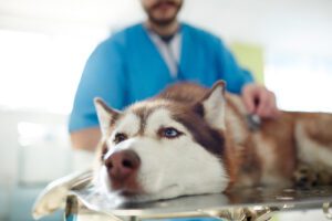 Dog Vomiting Blood: Causes, Emergency Actions, and Treatment | West ...
